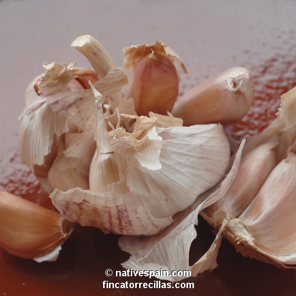 general-garlic-6×6 | nativespain.com